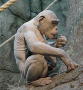 Taming the Monkey Mind: Shaving the Monkey – Lessons From the End of a ...